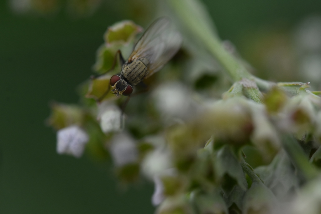 Lispe pygmaea in July 2022 by Charles · iNaturalist