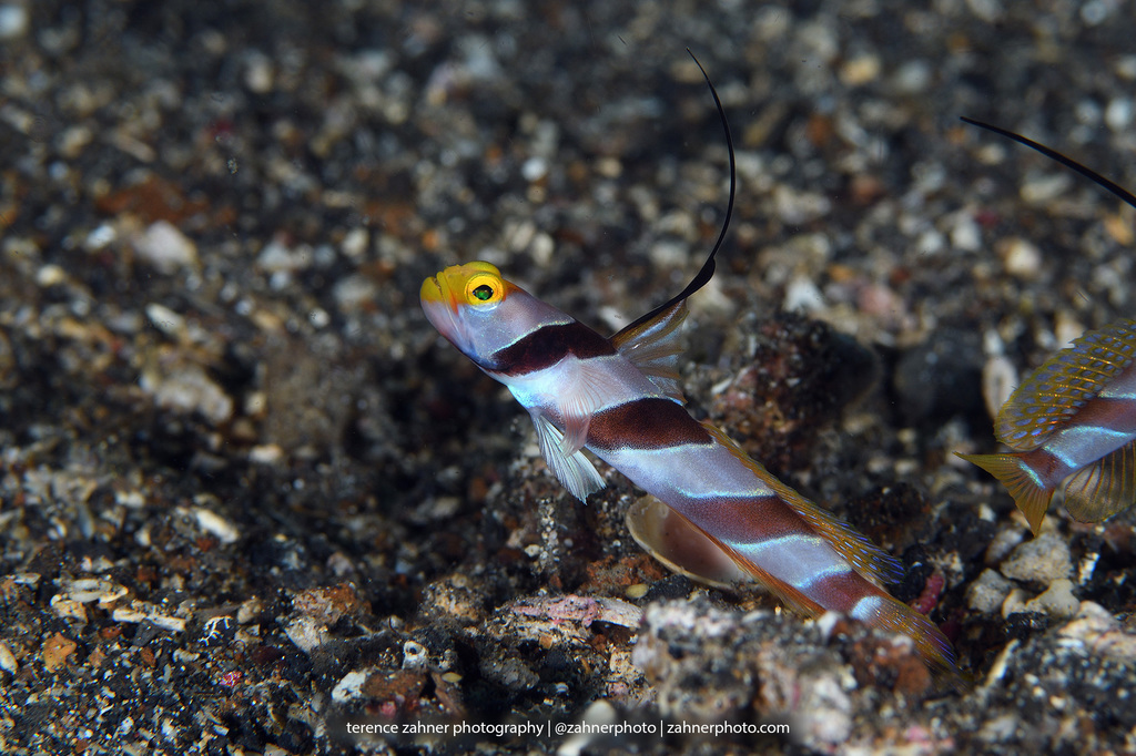 Black-rayed Shrimpgoby (Stonogobiops nematodes) - Marine Life ...