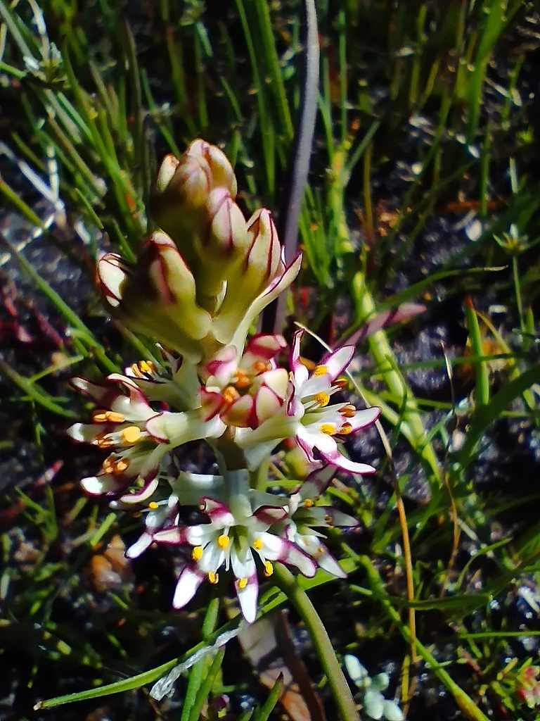 Wurmbea inusta from Rondebosch Common, Cape Town, 7700, South Africa on ...
