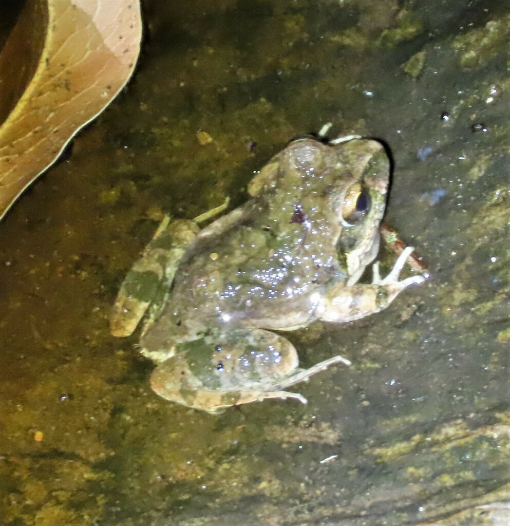 Natal sand frog from Mbuluzi Game Reserve, Eswatini on September 20 ...