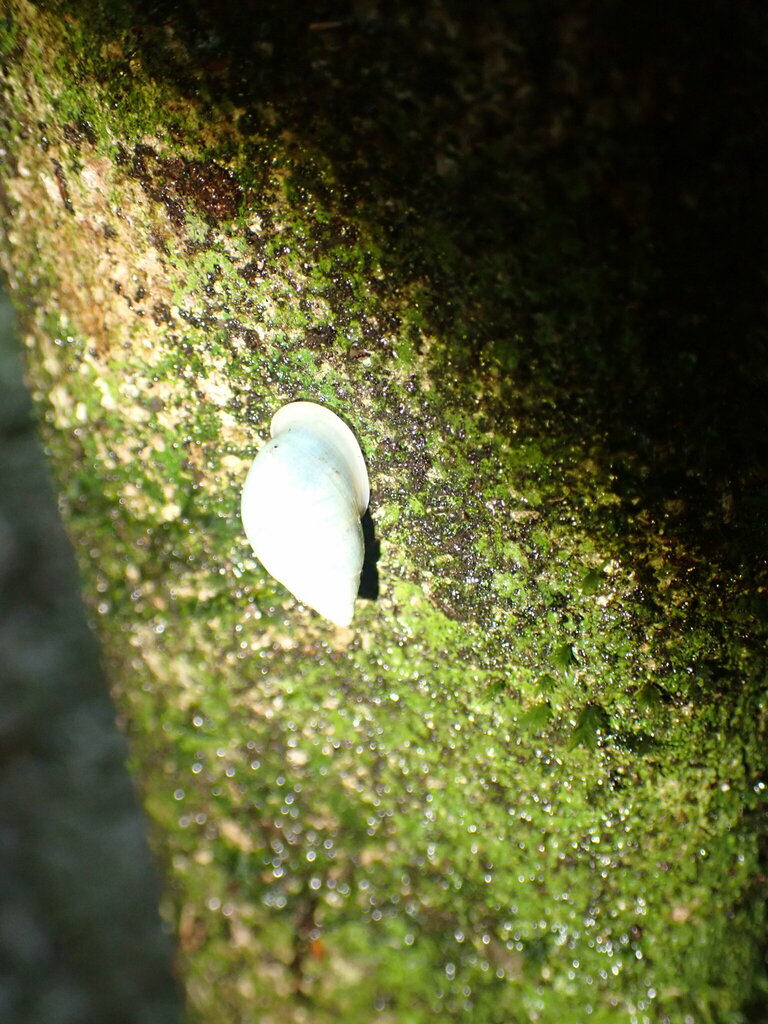 White Partula in September 2023 by Justin Gerlach · iNaturalist