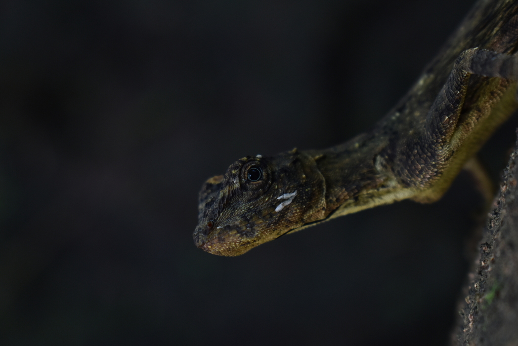 Philippine Flying Dragon from Taytay, 1920 Rizal, Philippines on ...