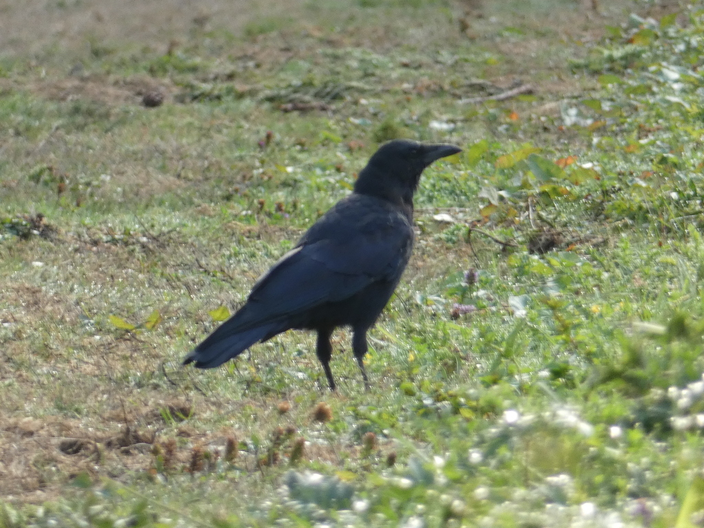 American Crow from Bothell, WA, USA on September 22, 2023 at 09:30 AM ...