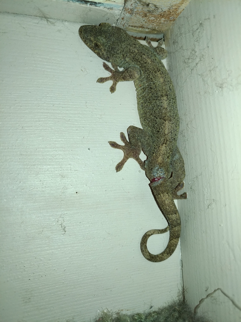 Japanese Giant Gecko from 日本、〒350-0321 埼玉県比企郡鳩山町赤沼2527 on October 15 ...