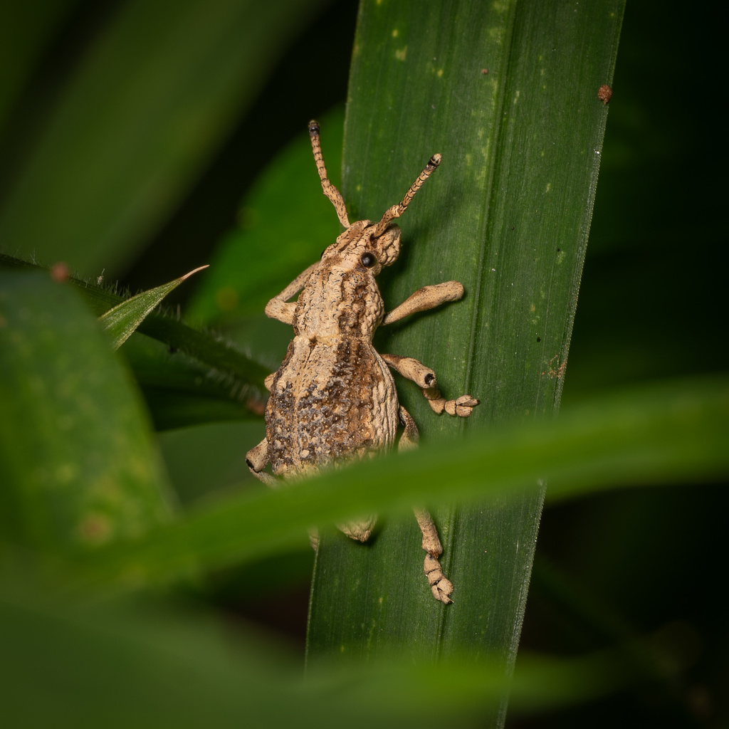 Episomus chinensis from Hong Kong Golf & Tennis Acadamy, Sai Kung, New ...