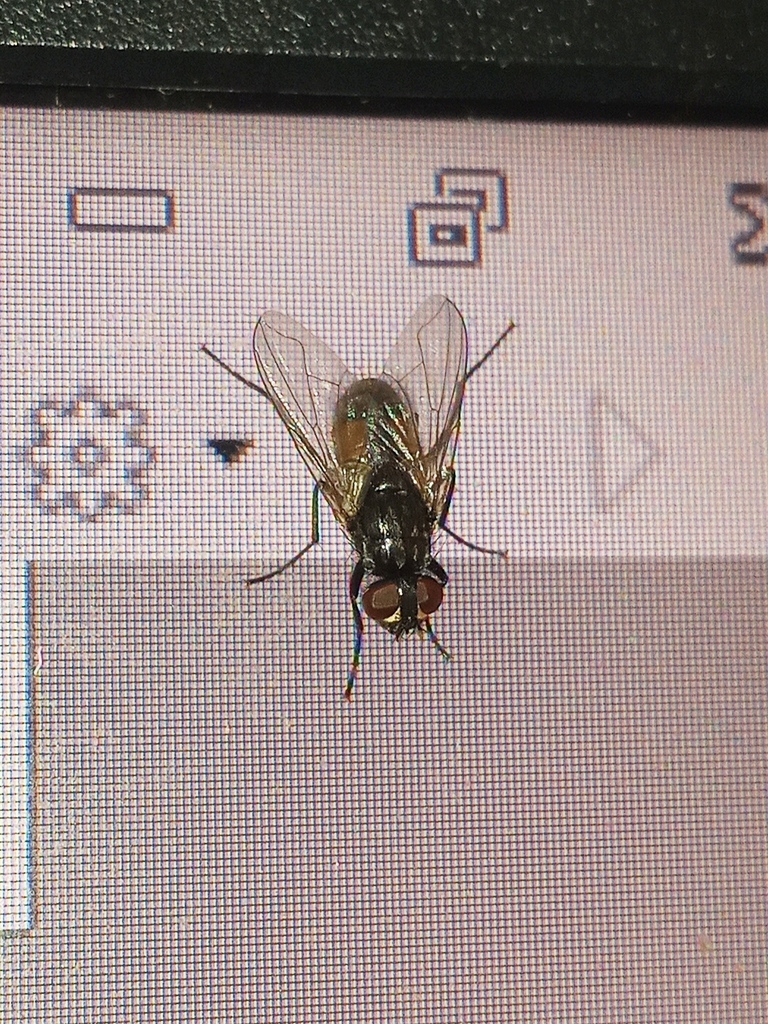 Muscoid Flies from Revne, Chernivtsi Oblast, Ukraine on September 23 ...