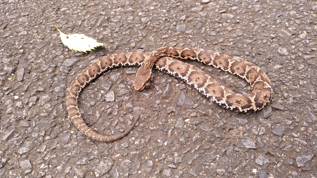 Short-tailed Mamushi from 日本 〒350-0312 on September 18, 2019 at 07:41 ...