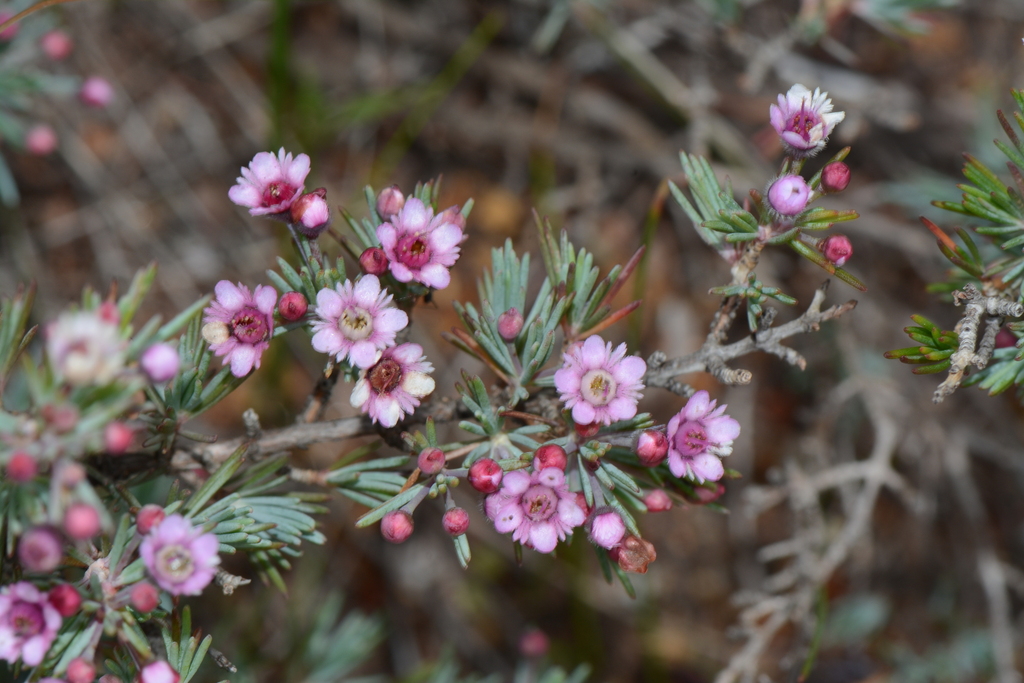Plumed Featherflower from Wilyabrup WA 6280, Australia on September 23 ...