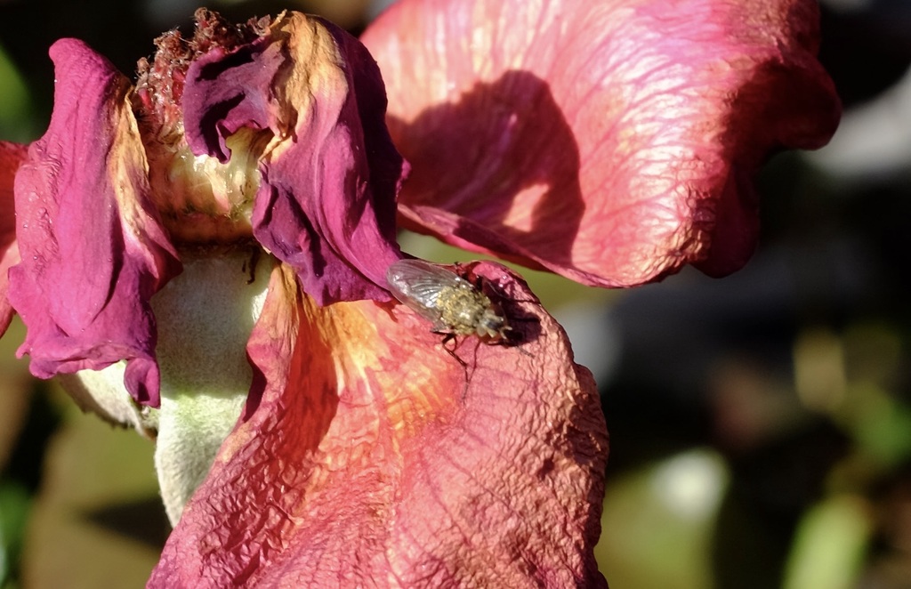 Calyptrate Flies from Forest Grove, OR 97116, USA on September 22, 2023 ...