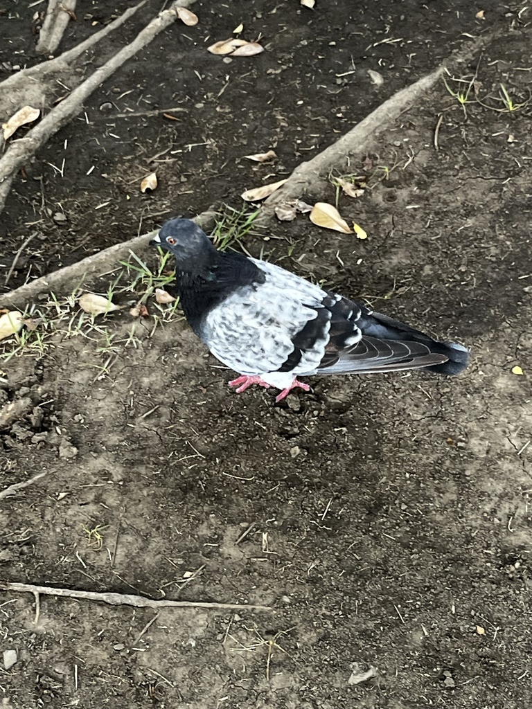 Feral Pigeon from Jaime Benitez National Park, San Juan, Puerto Rico ...