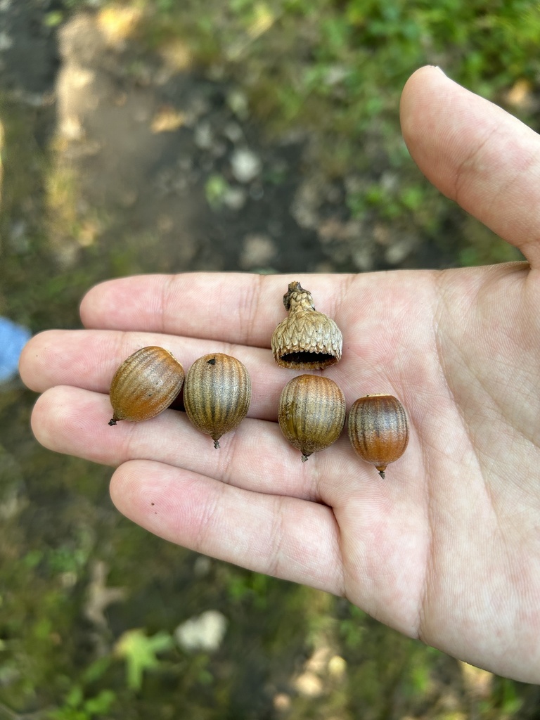 northern pin oak in September 2023 by Zach Skubiszewski · iNaturalist