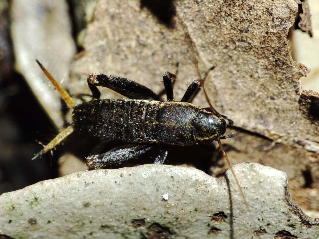 Brown Scale-cricket from 06230 Villefranche-sur-Mer, France on ...