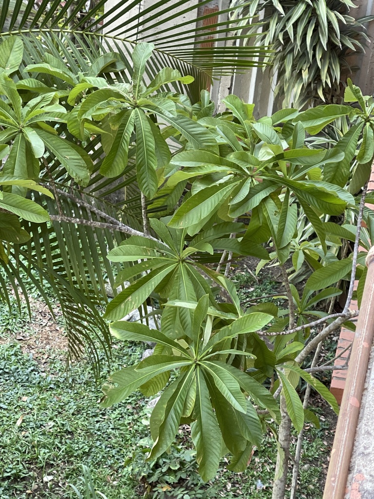 Bala de cañón desde Calle 72A, Medellín, Antioquia, CO el 23 de ...