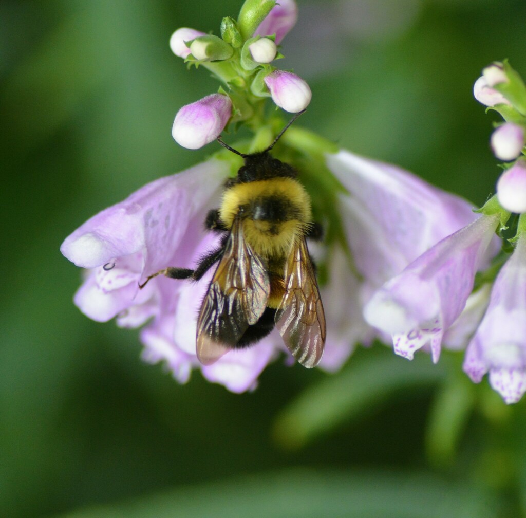 Rusty-patched Bumble Bee in September 2023 by maryrose375 · iNaturalist
