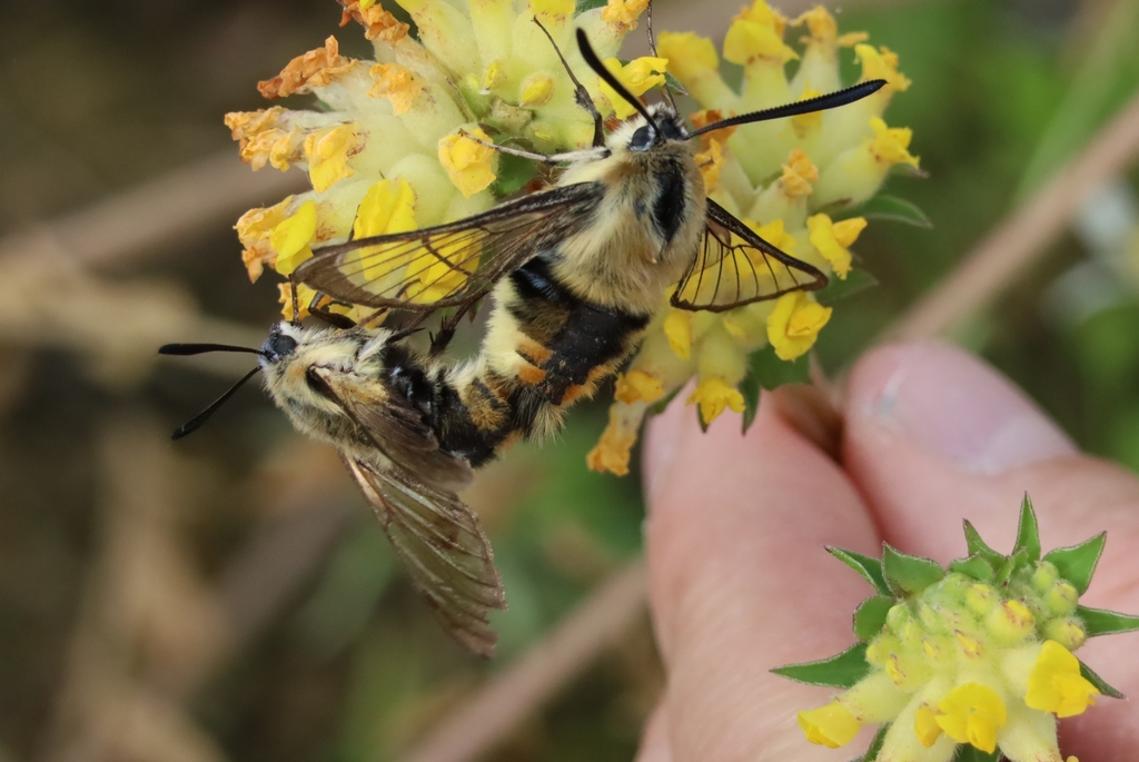 Narrow-bordered Bee Hawkmoth from Gemeinde Mortantsch, 8160, Österreich ...