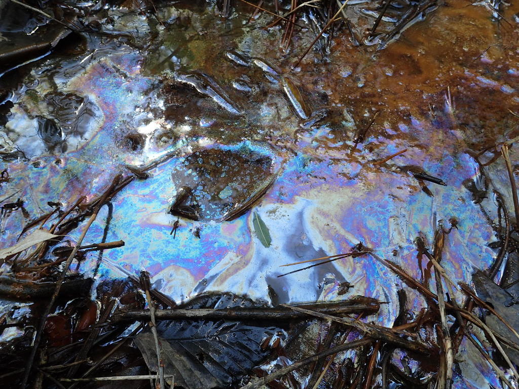 Leptothrix discophora from Tuscaloosa, Alabama, United States on March ...