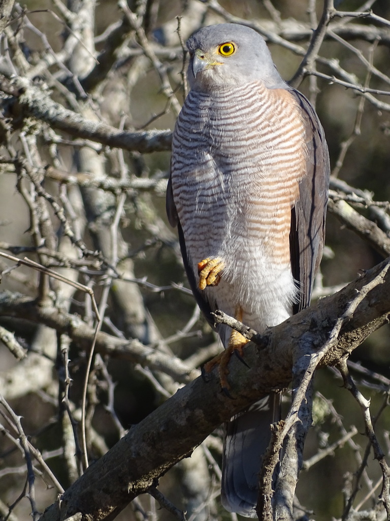 African Goshawk (Accipiter tachiro) - Avian Discovery