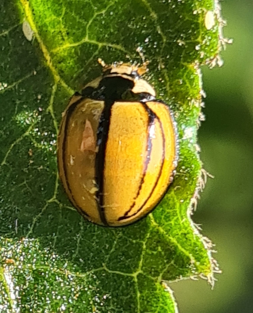 Striped Lady Beetle from Kalundu, Lusaka, Sambia on September 23, 2023 ...