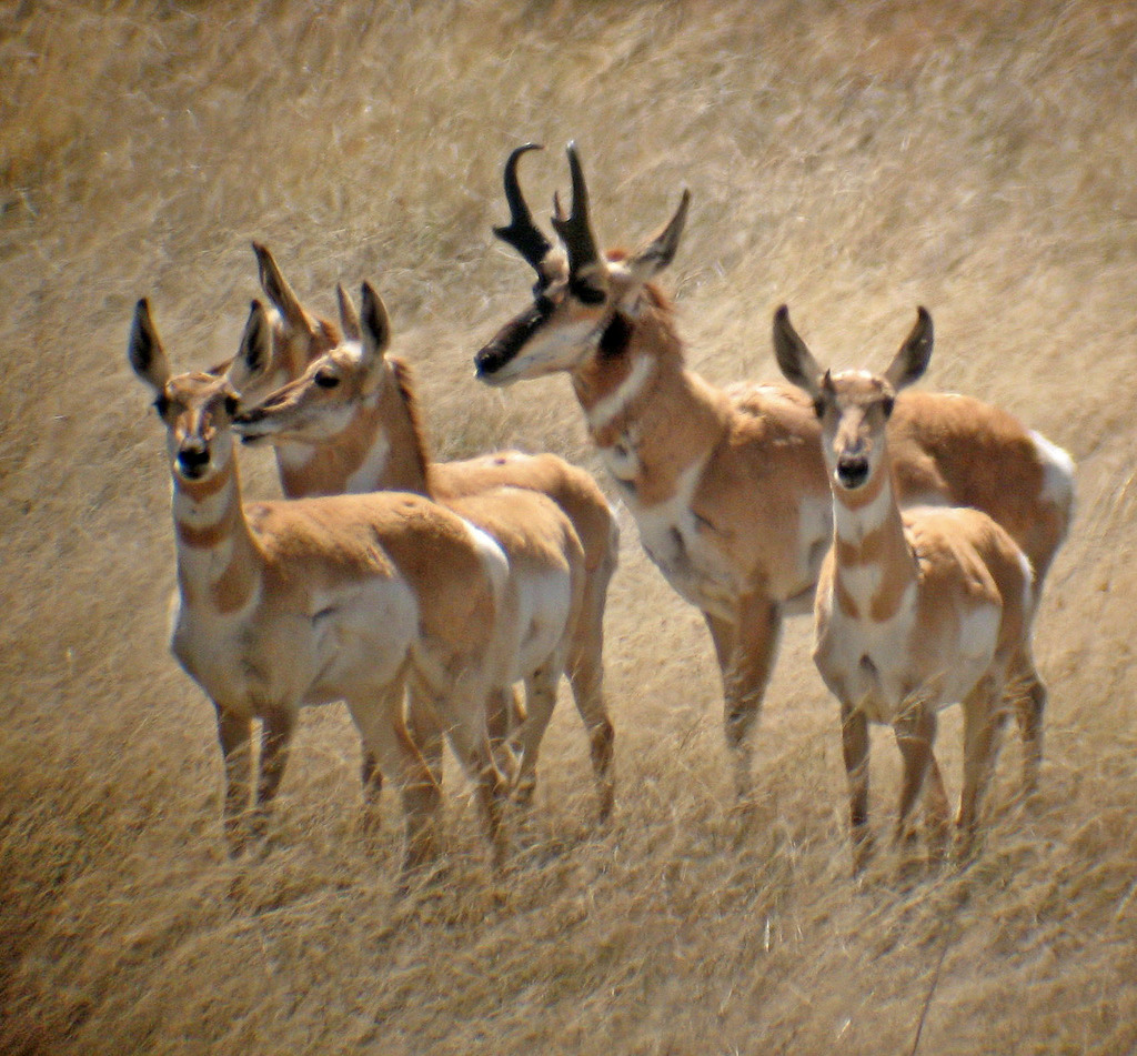 Ruminants (Ruminantia) - Know Your Mammals