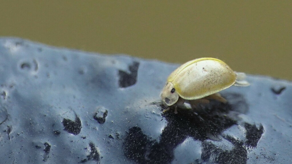 Illeis cincta from Tung, Maharashtra 412108, India on February 23, 2023 ...