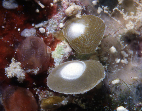 Heterostegina suborbicularis · iNaturalist