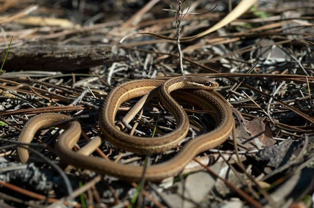 Common Ribbon Snake in January 2009 by Moses Michelsohn · iNaturalist
