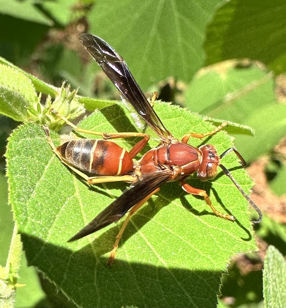 Dark Paper Wasp from Heritage Deerwood, Jacksonville, FL, US on ...