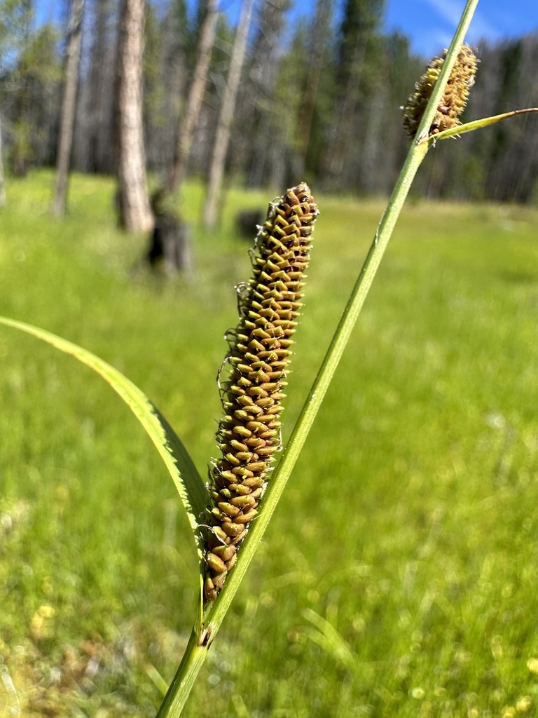 narrow-leaved sedge from Tehama, California, United States on July 16 ...