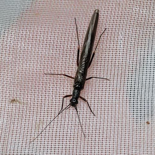 Leuctra major · NaturaLista Colombia