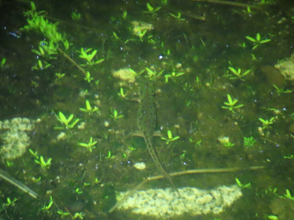 Pygmy Marbled Newt in September 2023 by Juan C. Cepeda Espinosa. Hembra ...
