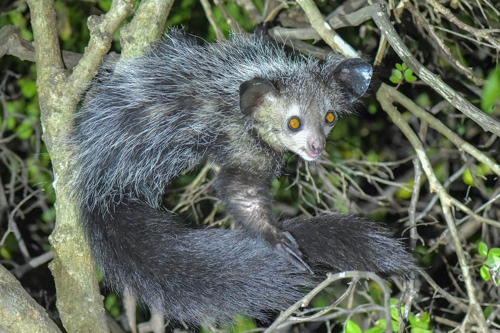 Aye-aye in September 2023 by pfaucher. 115_9187-Edit-2.tif · iNaturalist
