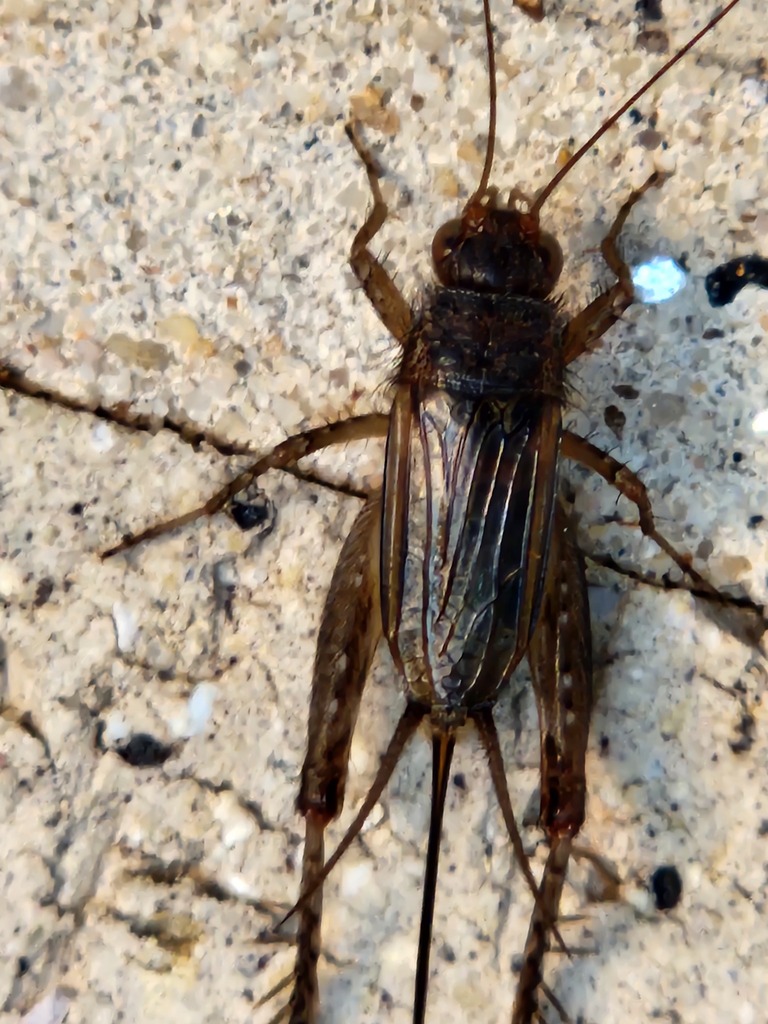 Robust Ground Crickets from Columbia, MD, USA on September 6, 2023 at ...