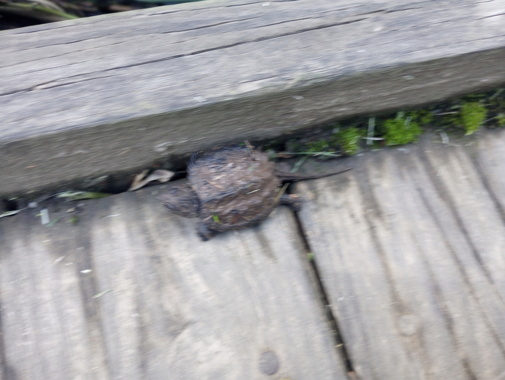Common Snapping Turtle from Harding Township, NJ, USA on September 19 ...