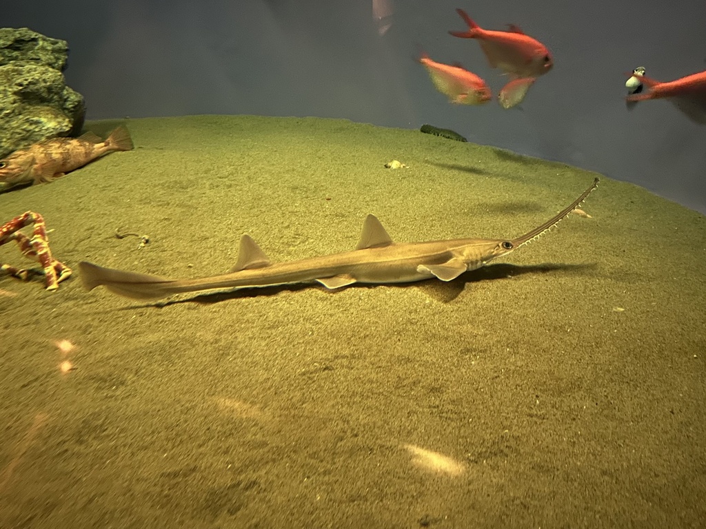 Japanese Sawshark (Pristiophorus japonicus) - Marine Life Identification