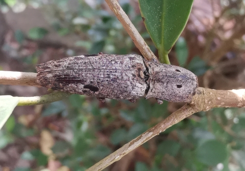 Cryptalaus haje · iNaturalist Mexico