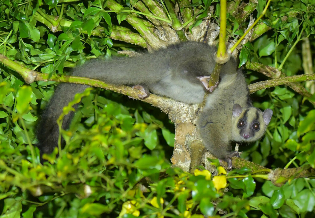 Montagne D Ambre Fork marked Lemur In September 2023 By Pfaucher 115 montagne-d-ambre-fork-marked-lemur-in-september-2023-by-pfaucher-115