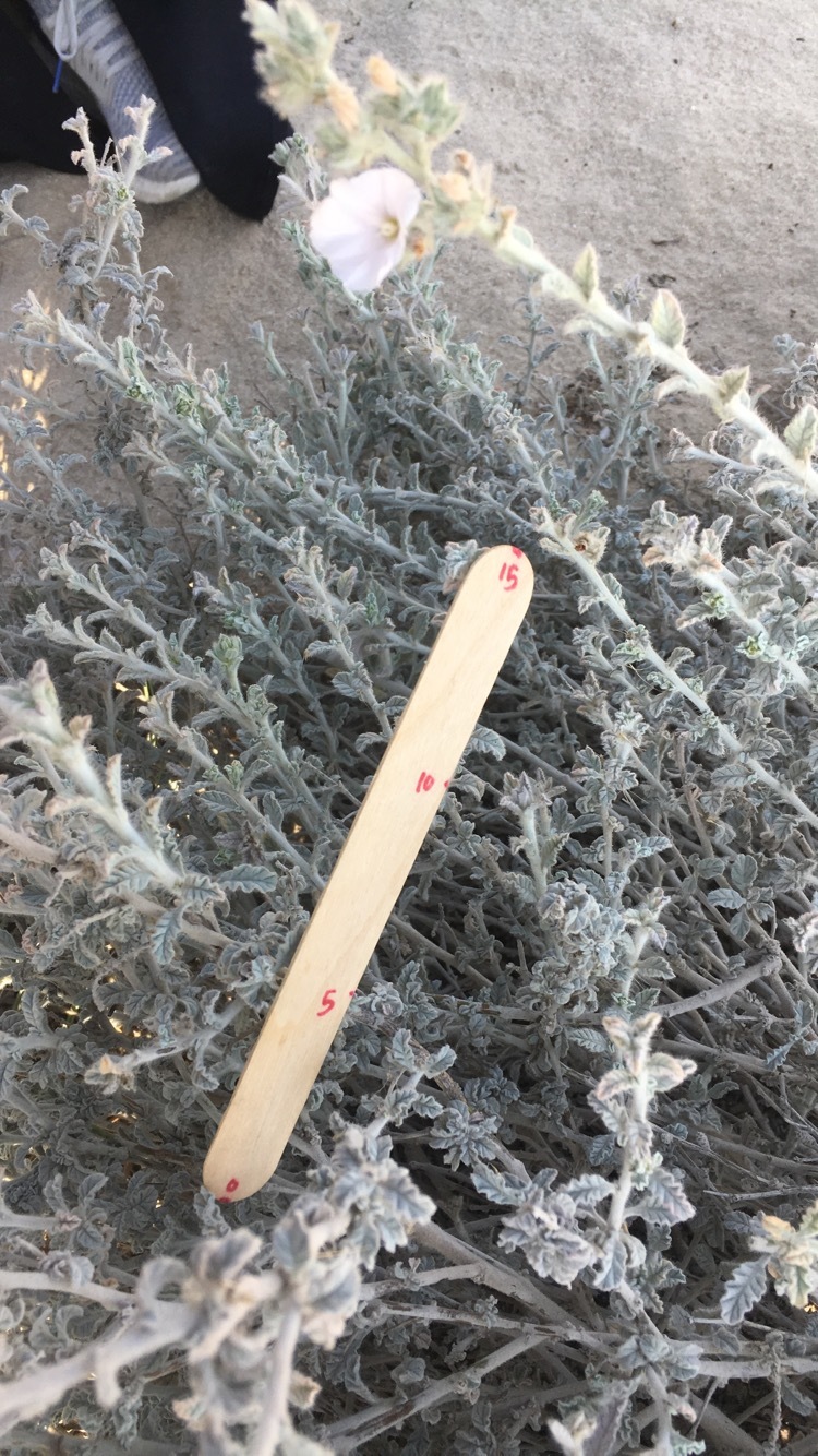 Convolvulus cephalopodus Boiss.