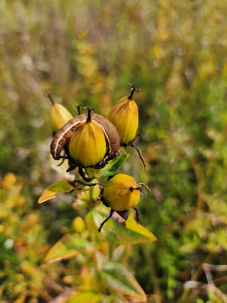 great St. John's wort from Addison, WI, USA on September 18, 2023 at 11 ...