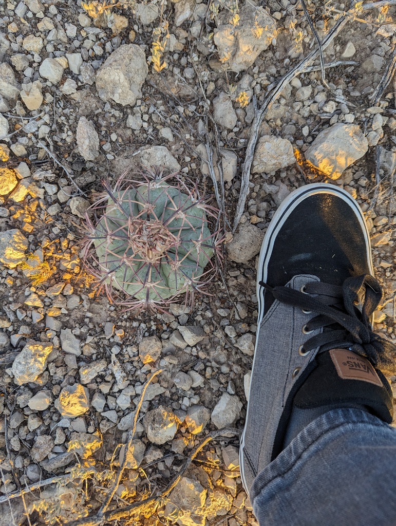 Echinocactus horizonthalonius horizonthalonius from Culberson County ...