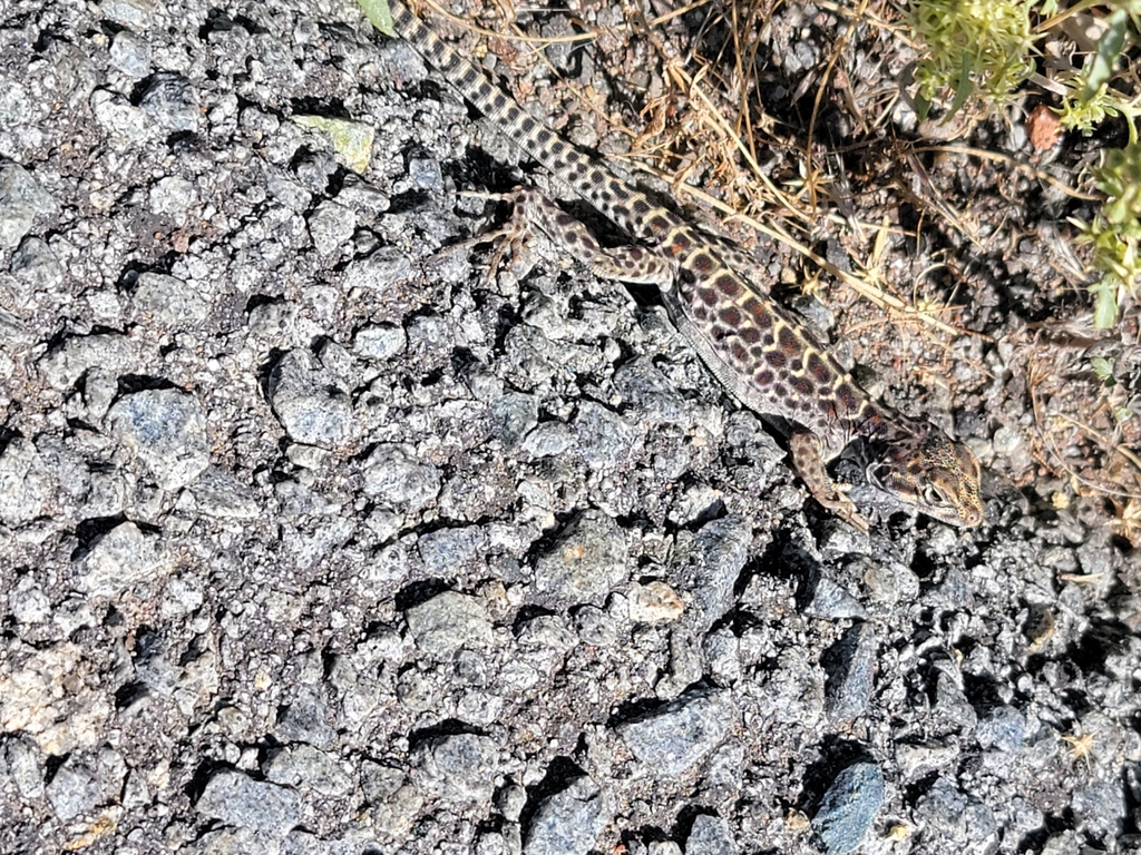 Long-nosed Leopard Lizard from Sparks, NV, USA on September 23, 2023 at ...