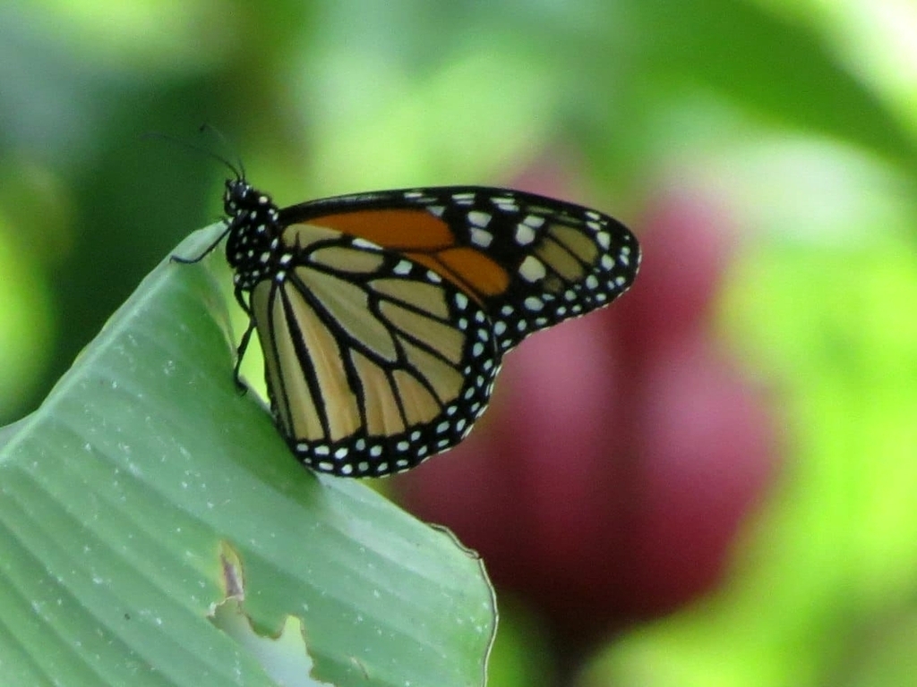 Southern Monarch from Pacayacu, Ecuador on September 16, 2023 at 11:18 ...
