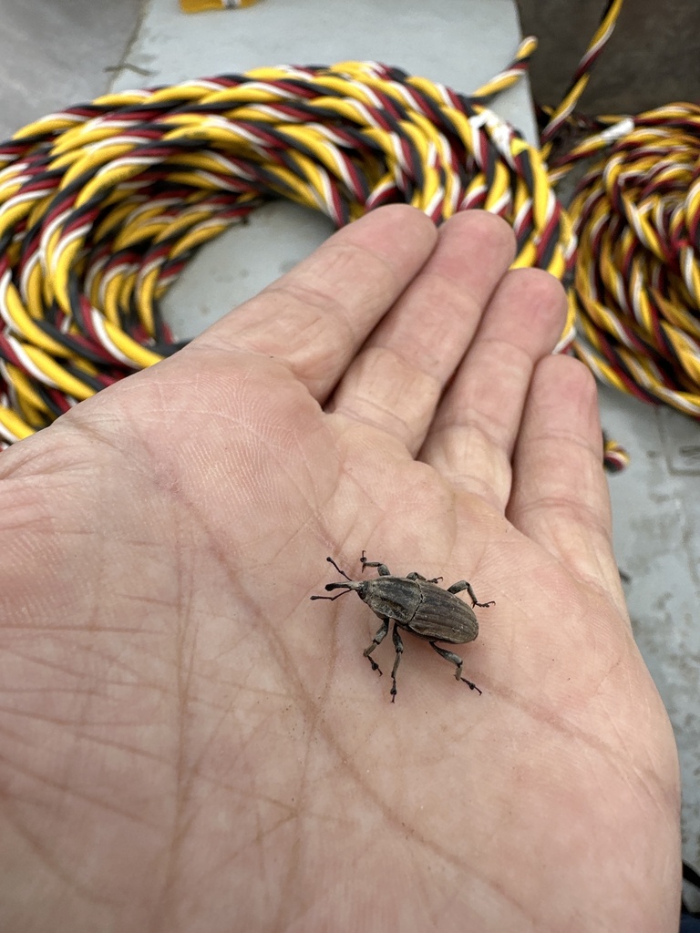 Clay-colored Billbug from N Front St, Lansing, IA, US on September 23 ...