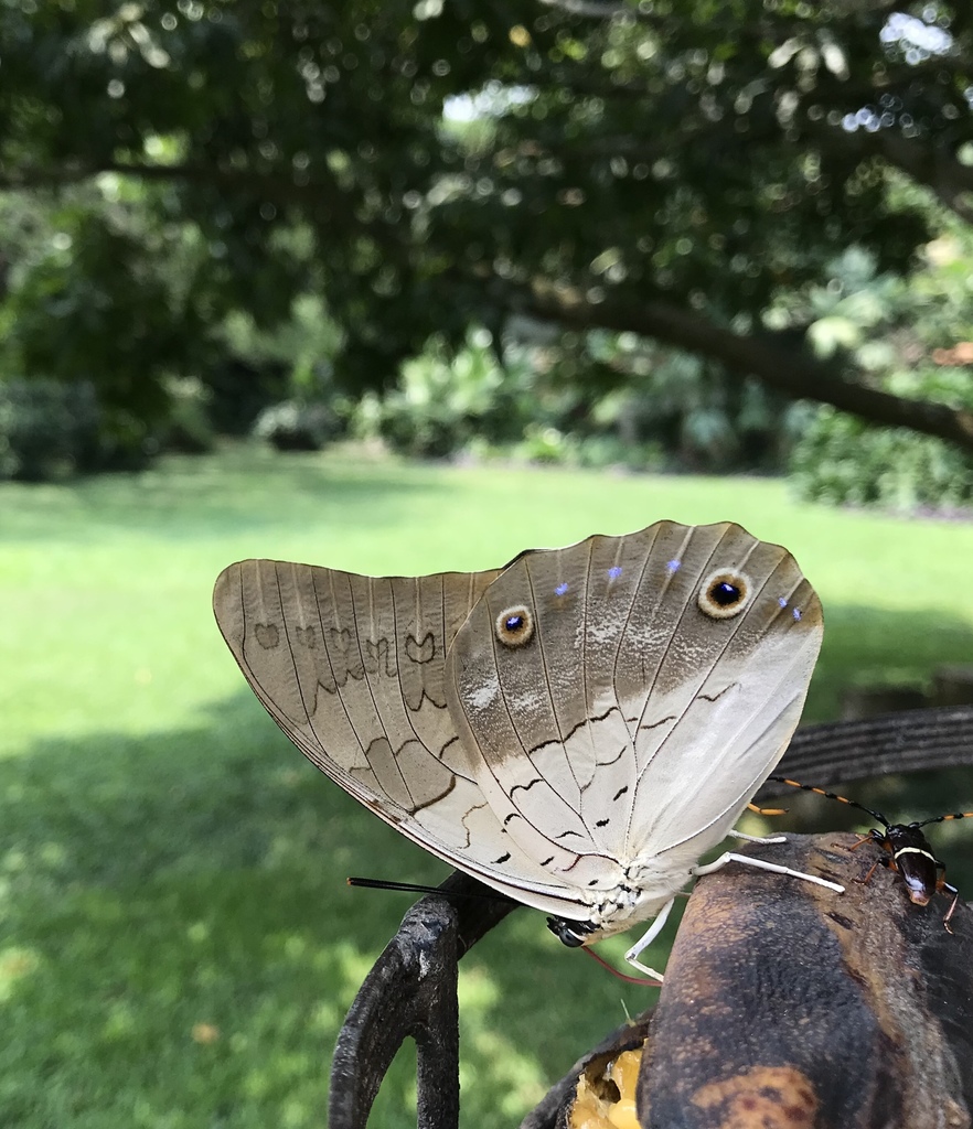Shaded-blue Leafwing from Avenida 9 67N-1–67N-99, Cali, Valle Del Cauca ...