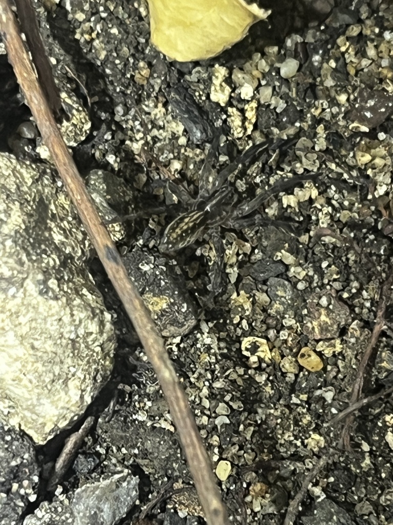 Spiders from Jaime Benitez National Park, San Juan, Puerto Rico, US on ...