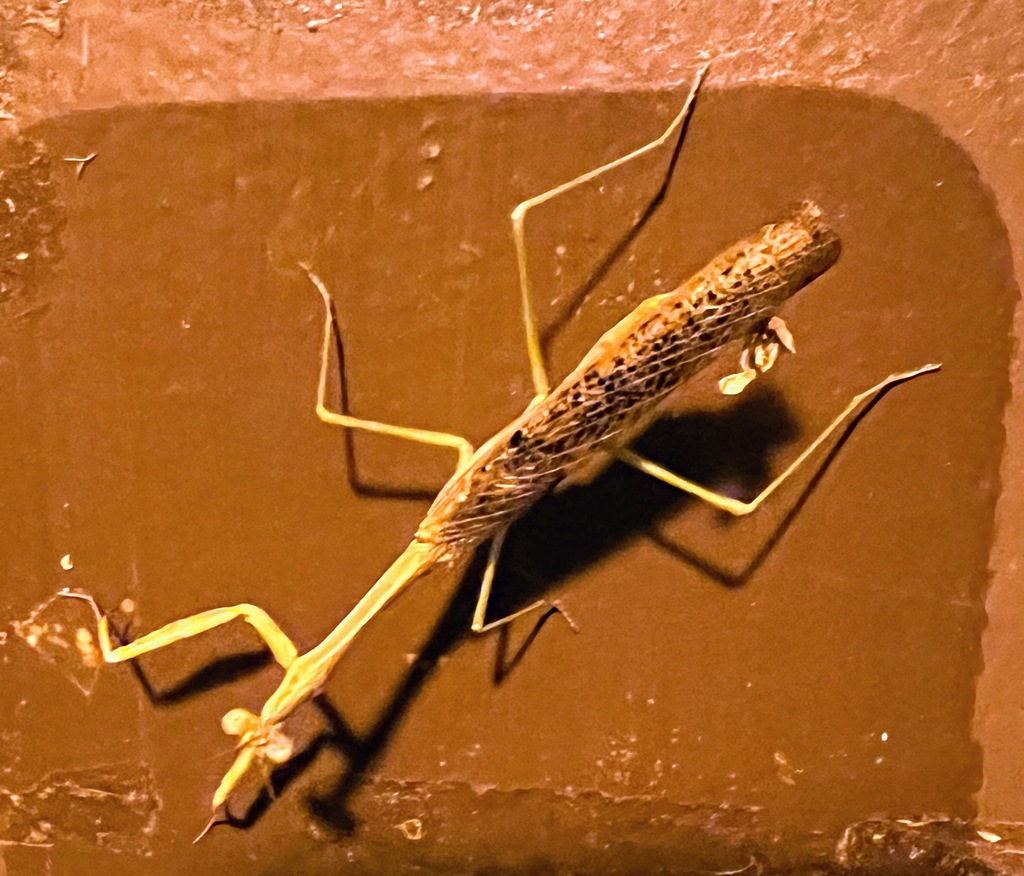 Carolina Mantis from Somerset County, MD, USA on September 22, 2023 at ...