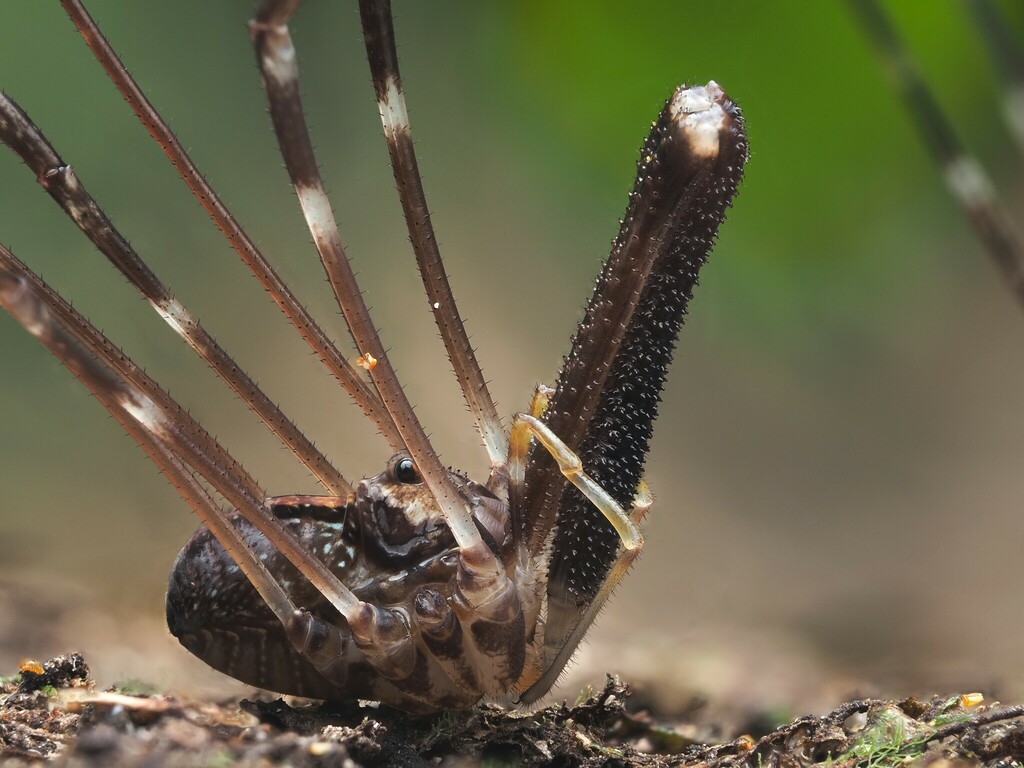 Forsteropsalis pureora from Laingholm Forest & Bird, Laingholm ...
