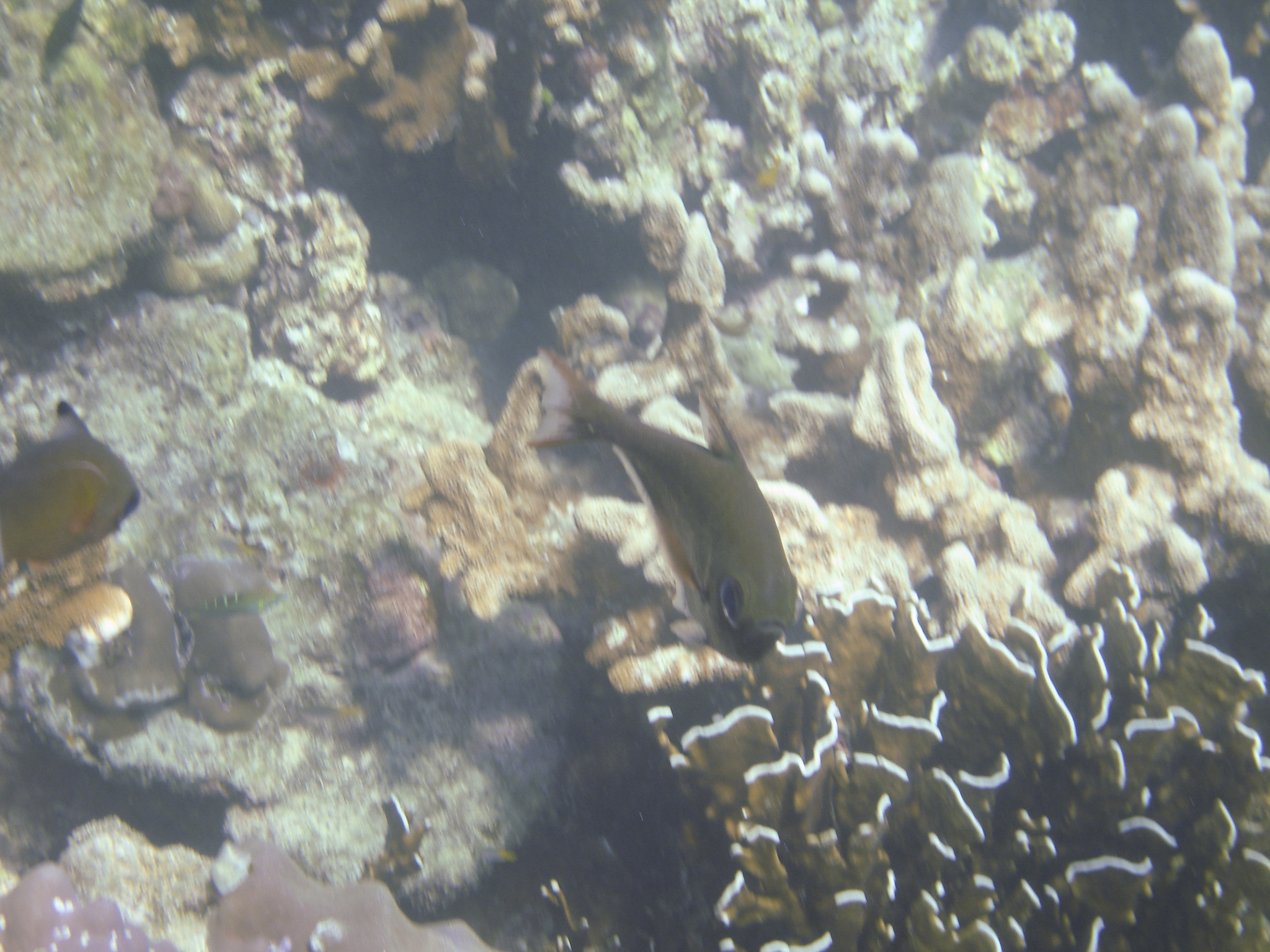 Pempheris adusta Bleeker, 1877