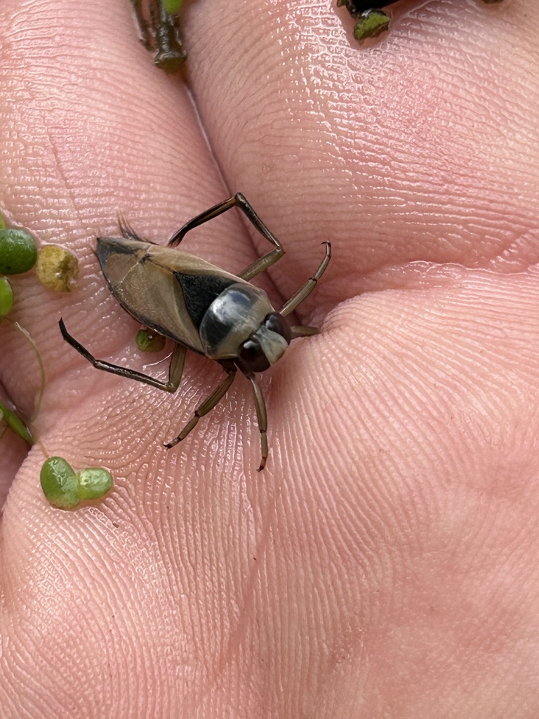 Greater Water Boatman from Banham Zoo, Norwich, England, GB on ...