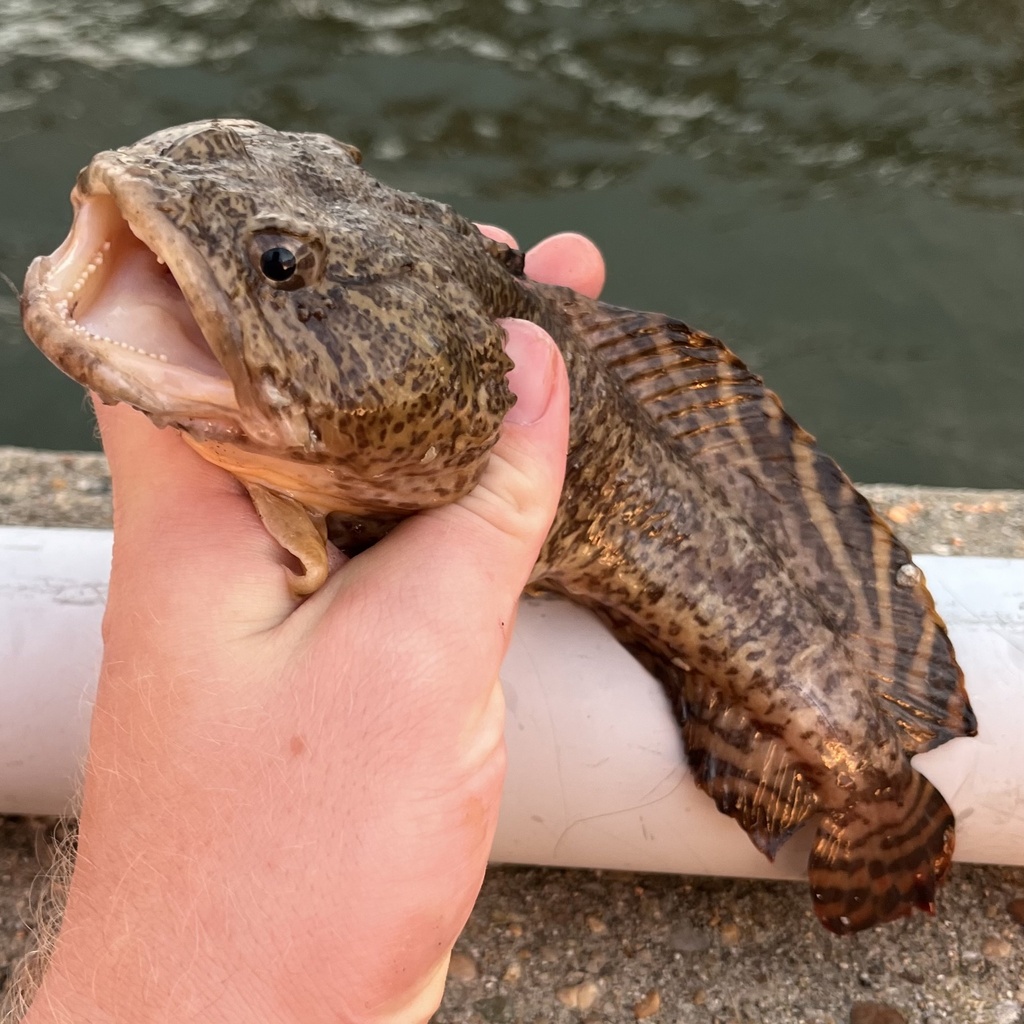 Oyster Toadfish from Yorktown, VA, US on September 21, 2023 at 06:50 PM ...