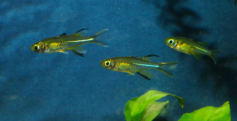 Celebes Rainbowfish (Marosatherina ladigesi) - Marine Life Identification